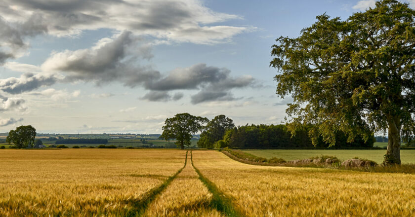 Amy Eakin - Senior Associate, Land and Rural Business - Gillespie Macandrew